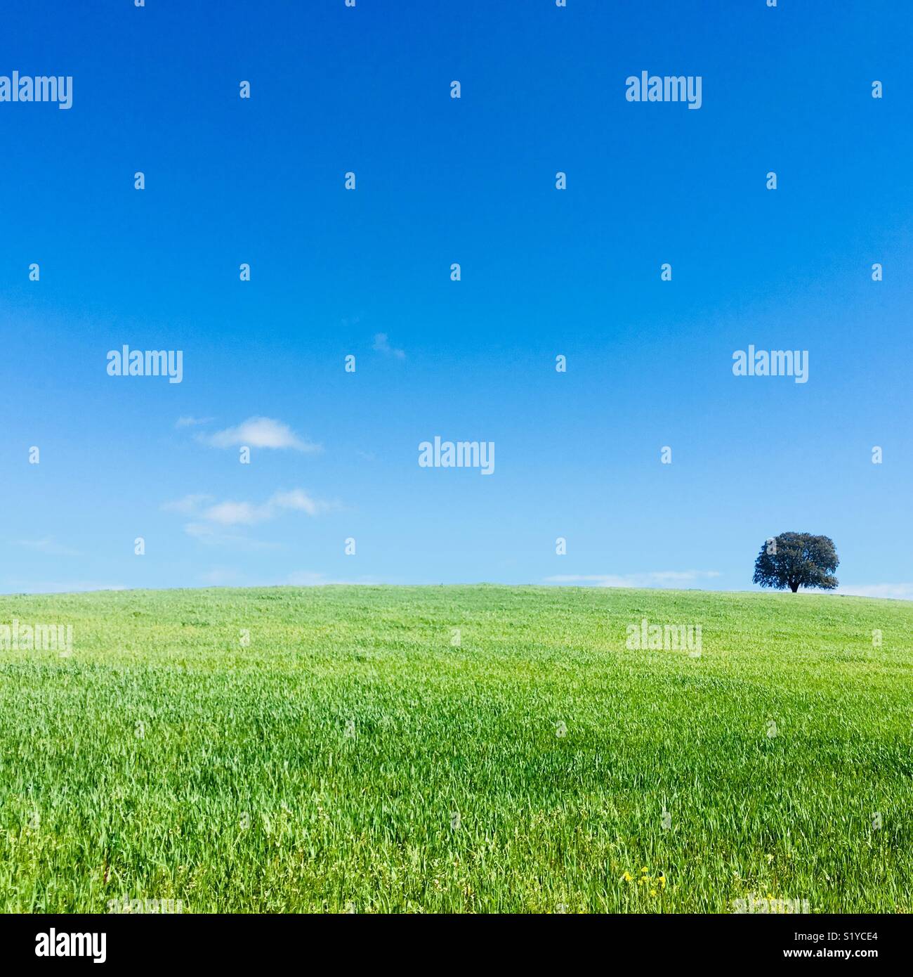 Tree in green field hi-res stock photography and images - Alamy