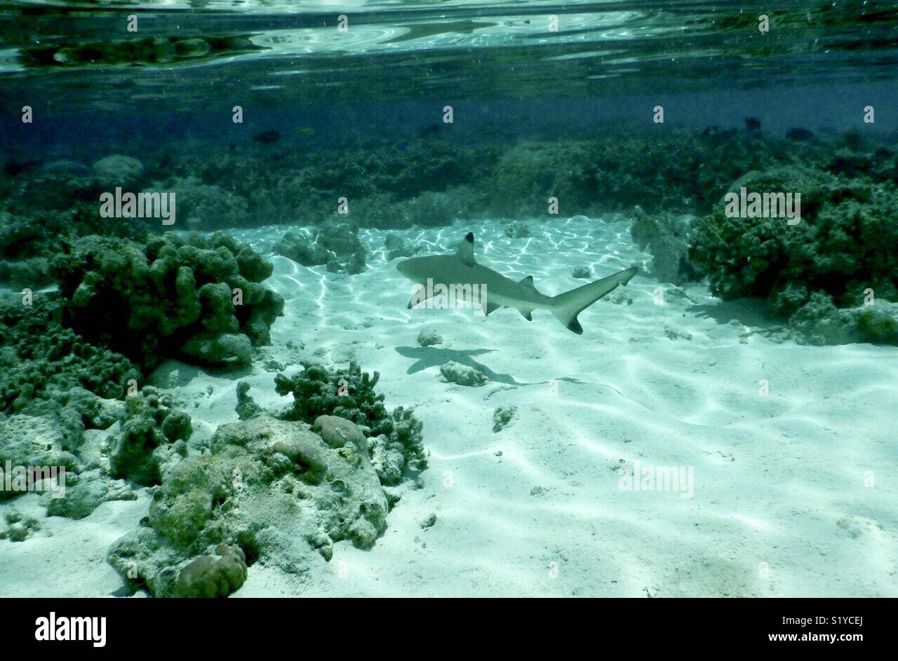 Reef shark maldives hi-res stock photography and images - Alamy