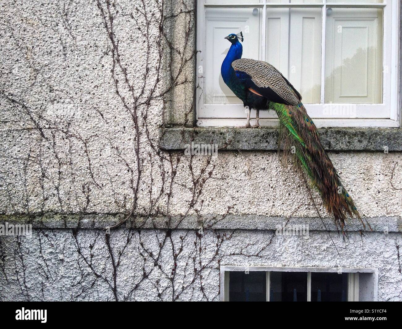Peacock standing on a window ledge Stock Photo - Alamy