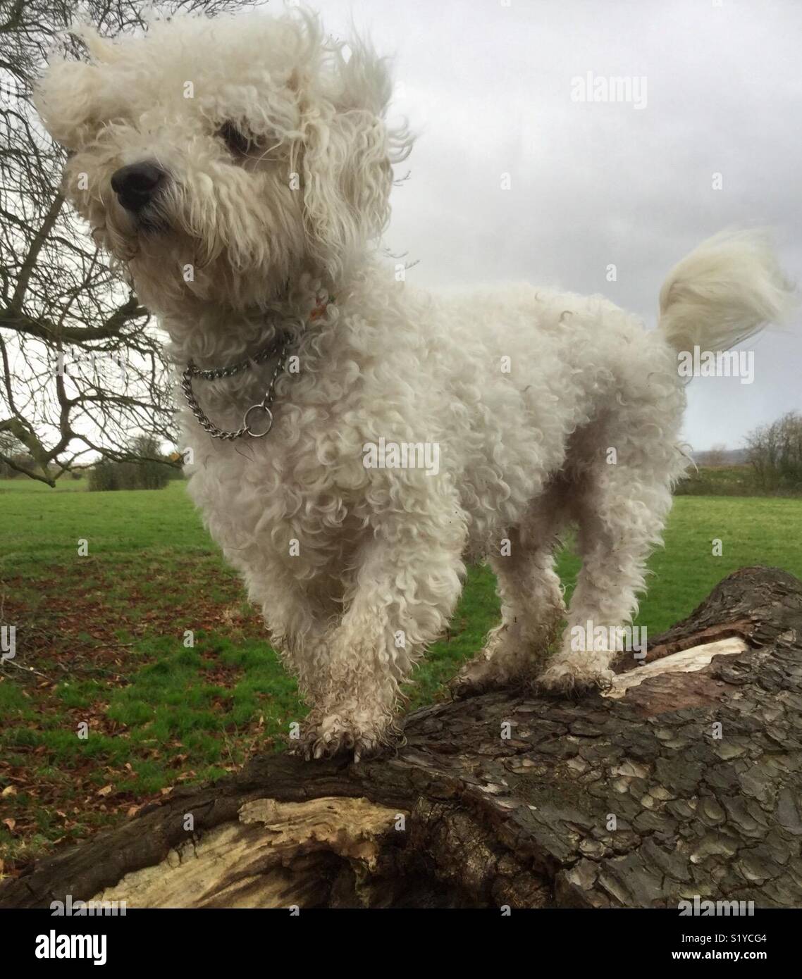 Mucky Puppy High Resolution Stock Photography and Images - Alamy