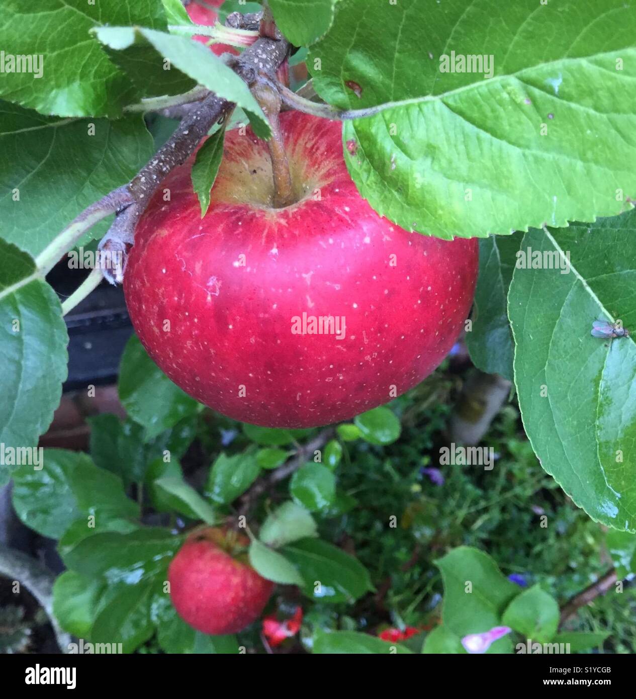Elstar Apple High Resolution Stock Photography and Images - Alamy