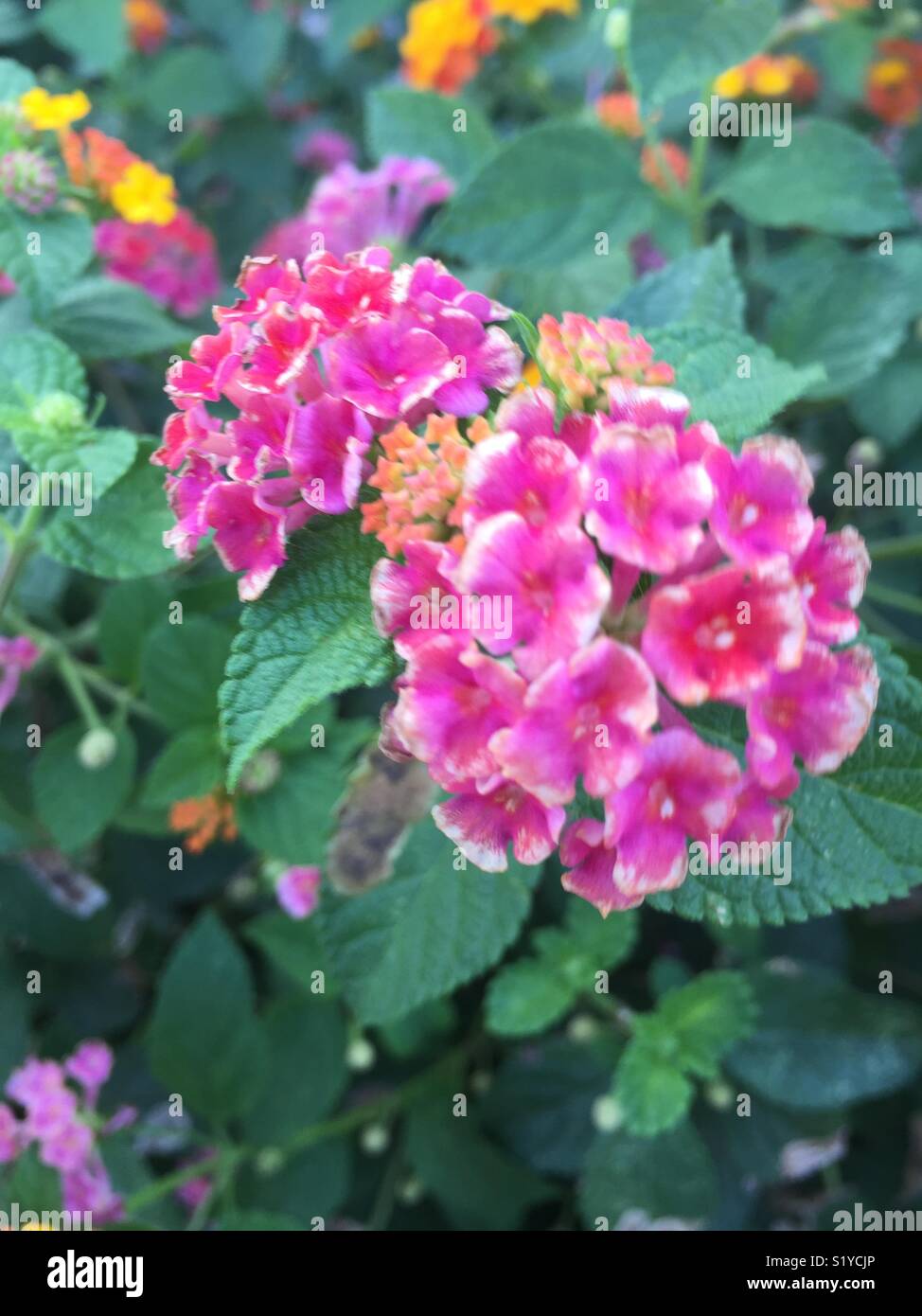 Pink lantana hi-res stock photography and images - Alamy