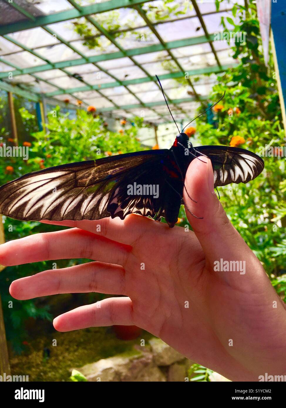 Tamed butterfly hi-res stock photography and images - Alamy