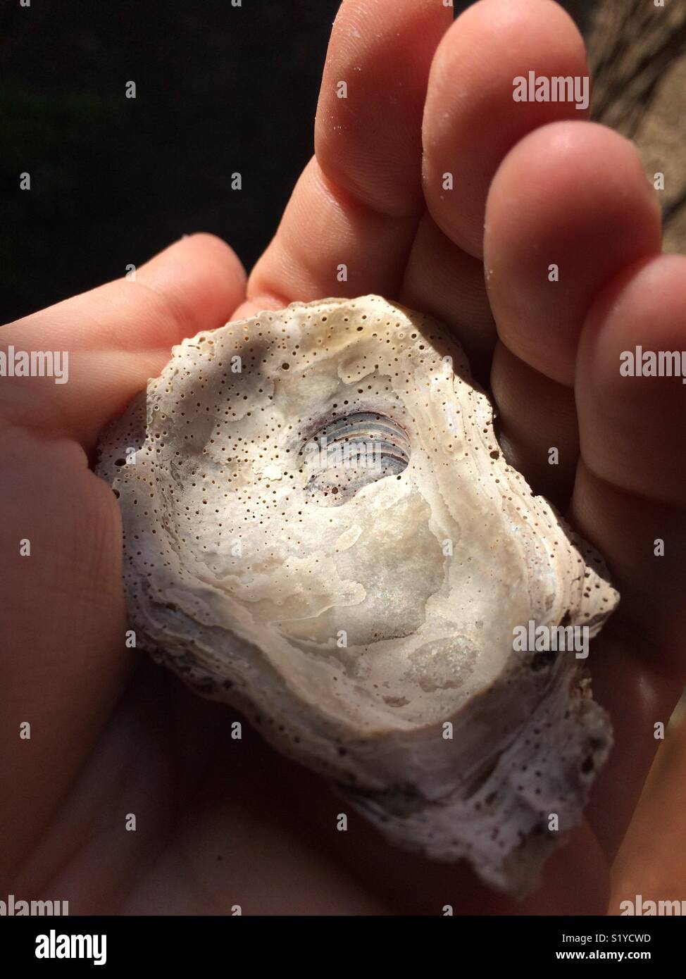 A porous shell’s pearly features are amplified in this light. It’s ...