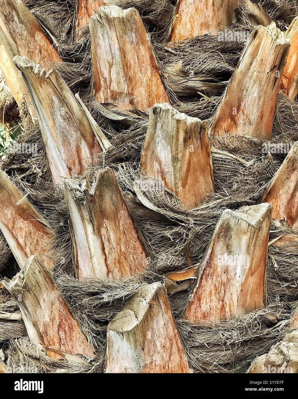 Date palm bark up close Stock Photo - Alamy