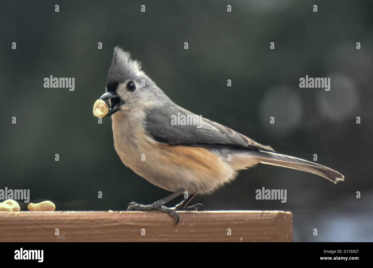 Eating titmouse hi-res stock photography and images - Alamy