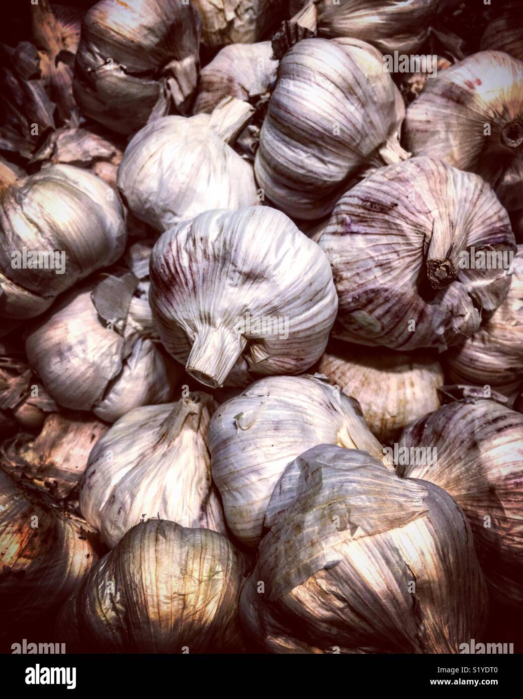 Garlic roots hi-res stock photography and images - Alamy