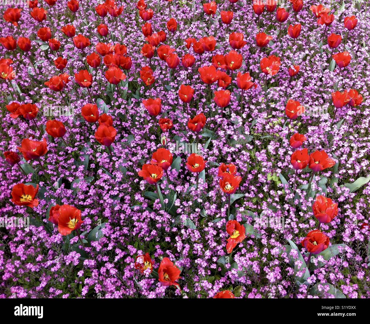 Colorful display of flowers Stock Photo - Alamy
