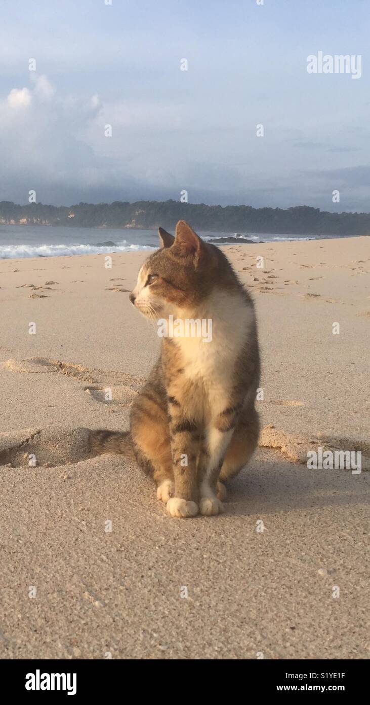 Cat wave hi-res stock photography and images - Alamy