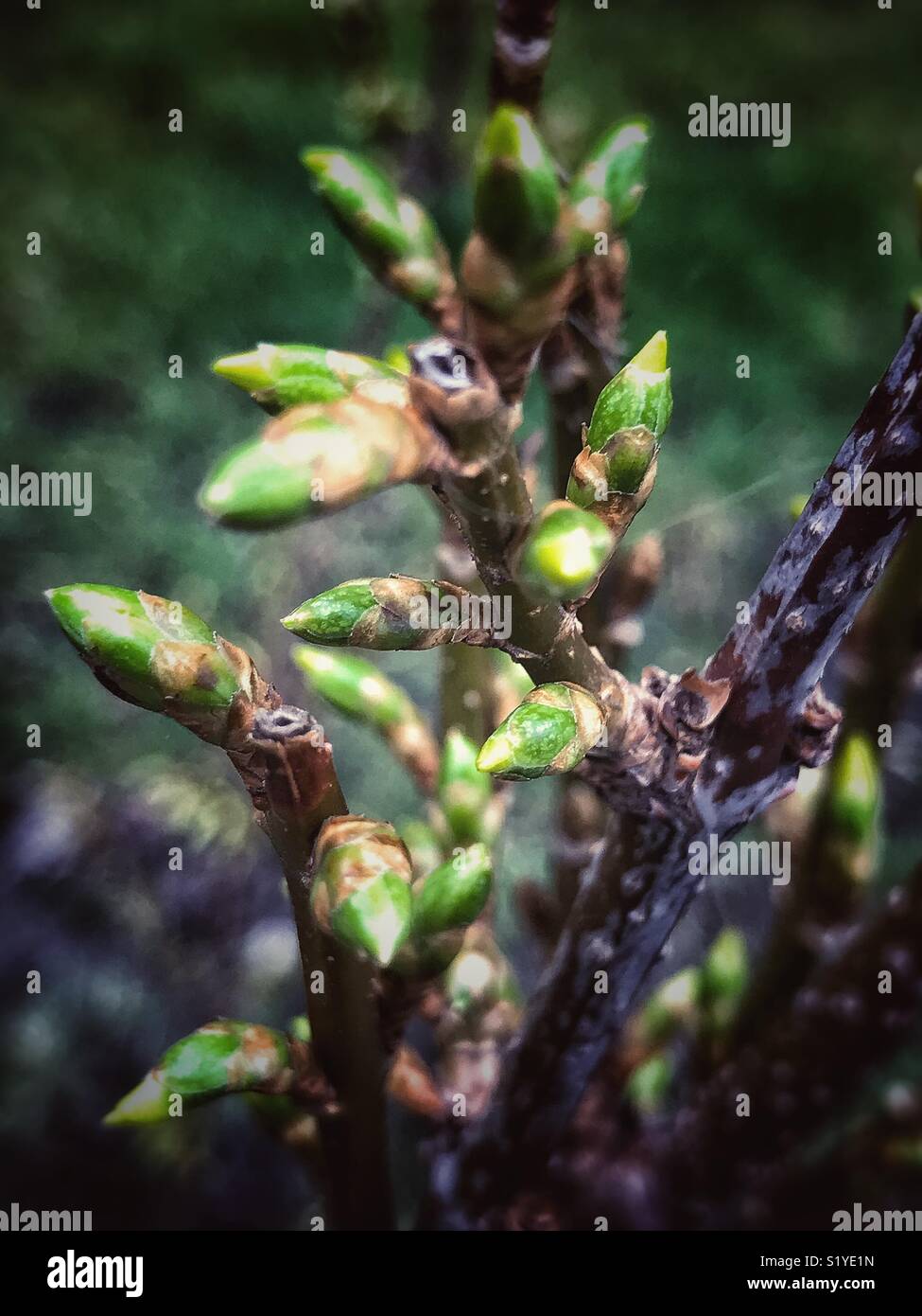 Bursting spring hi-res stock photography and images - Alamy