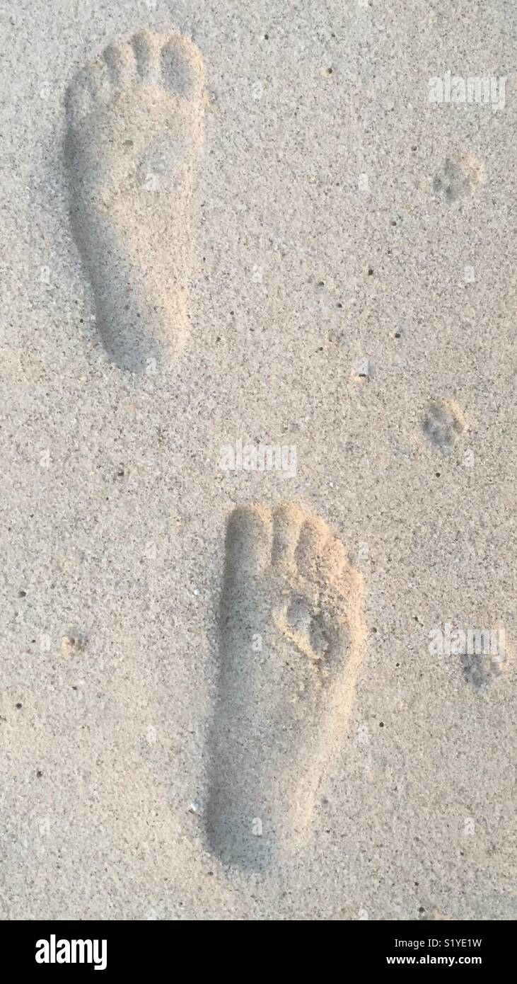 Cat paw print hi-res stock photography and images - Alamy