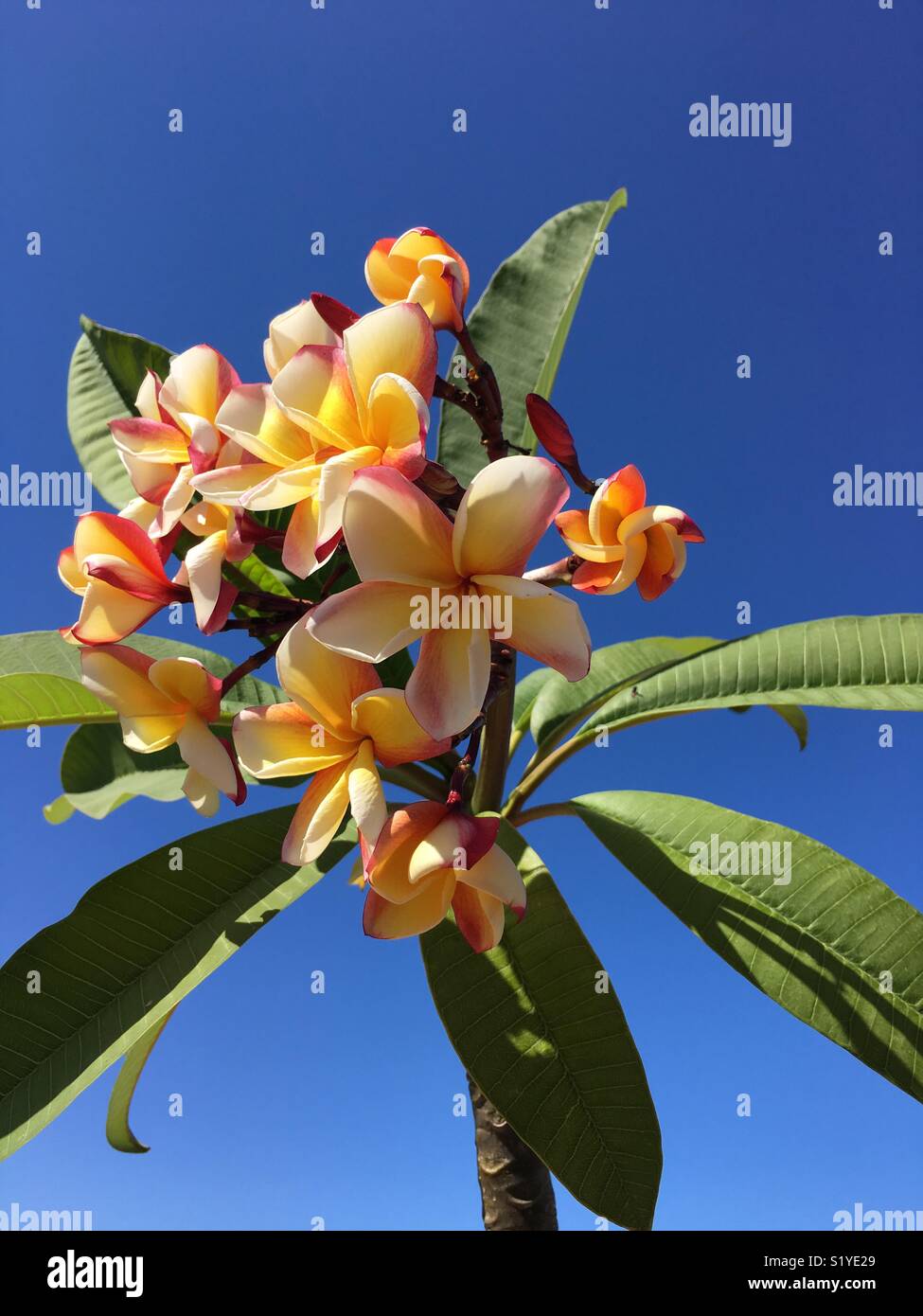 Frangipani flowers against blue sky Stock Photo - Alamy