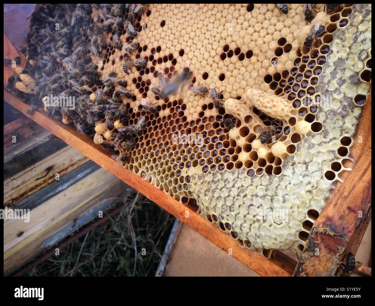 Honey bees on the hive, Catalonia, Spain Stock Photo - Alamy