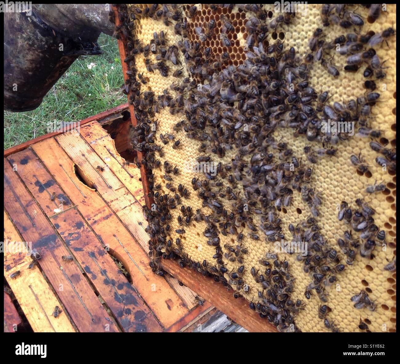 Honey bees on the hive, Catalonia, Spain Stock Photo - Alamy