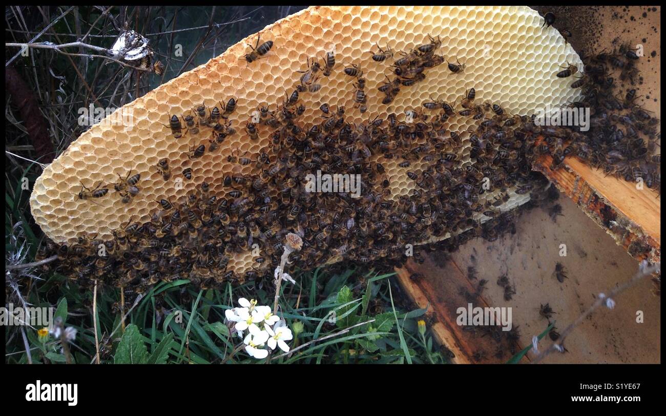 Honey Bees on honeycomb, Catalonia, Spain Stock Photo - Alamy
