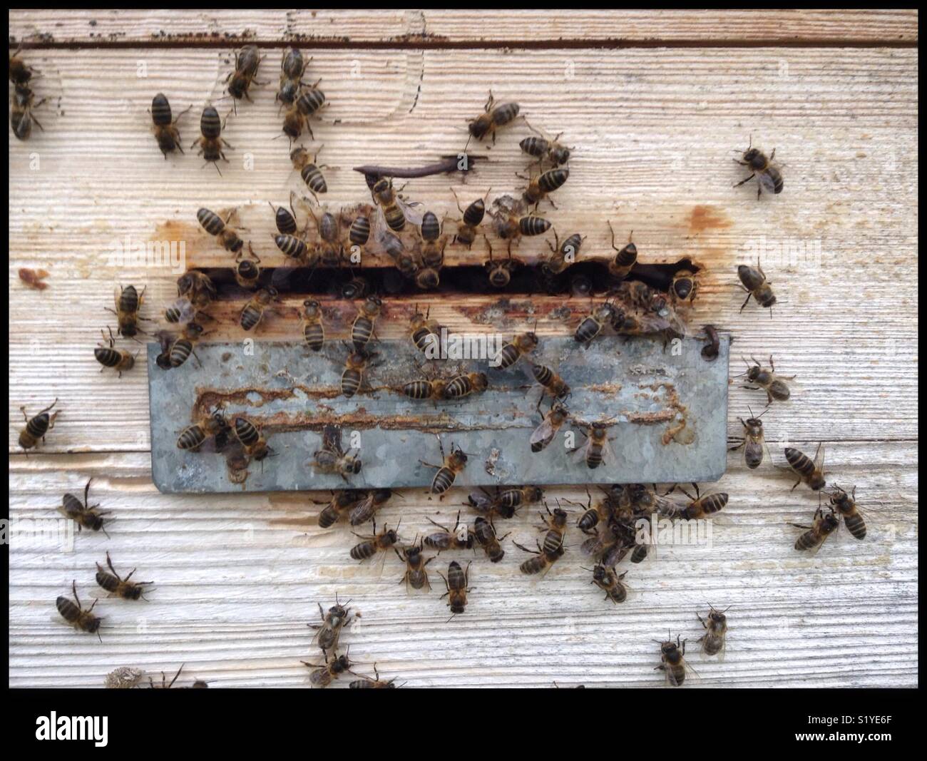 Catalonia honey hi-res stock photography and images - Alamy