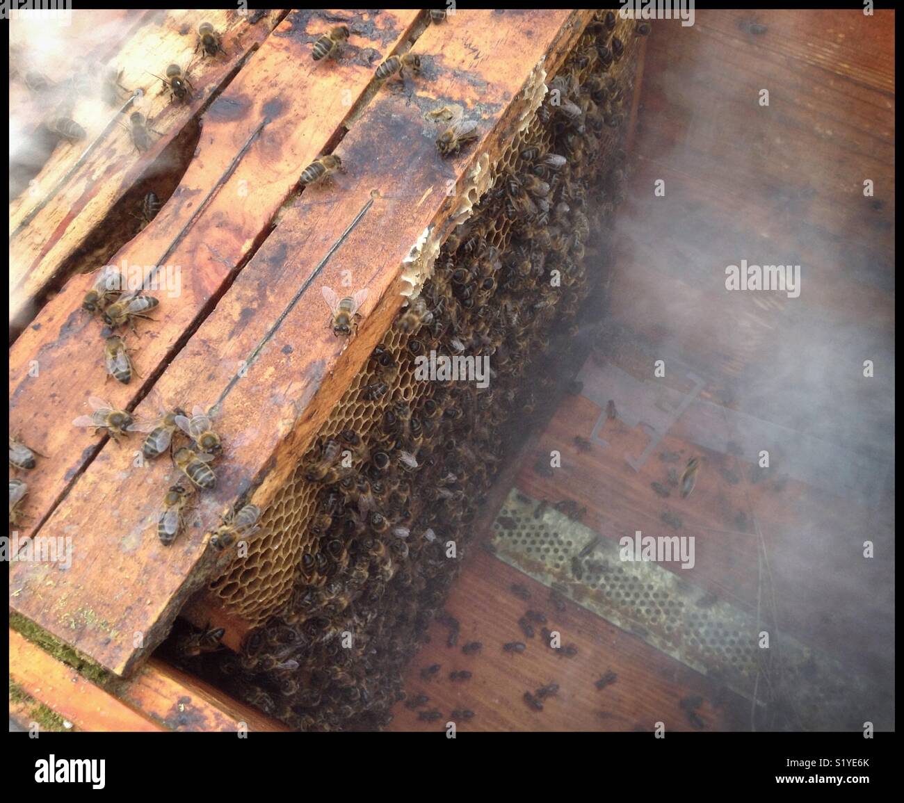 Honey bees on the hive, Catalonia, Spain Stock Photo - Alamy