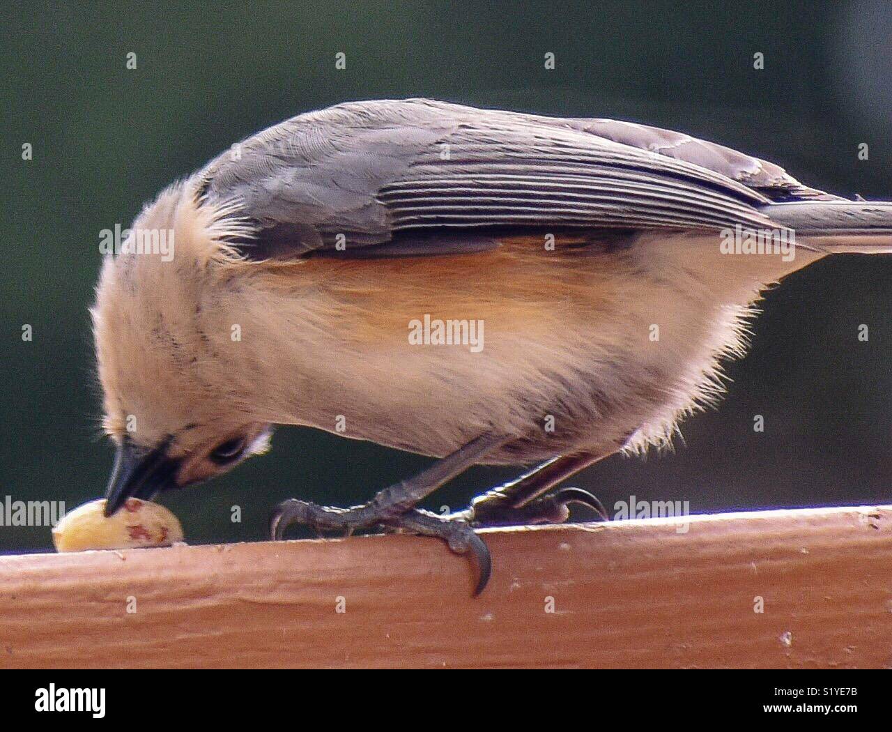 Tuffed Titmouse picks up a peanut Stock Photo - Alamy
