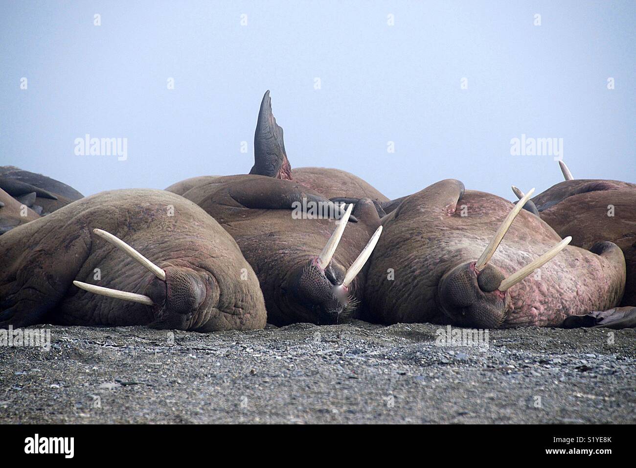 Walrus sleep hi-res stock photography and images - Alamy