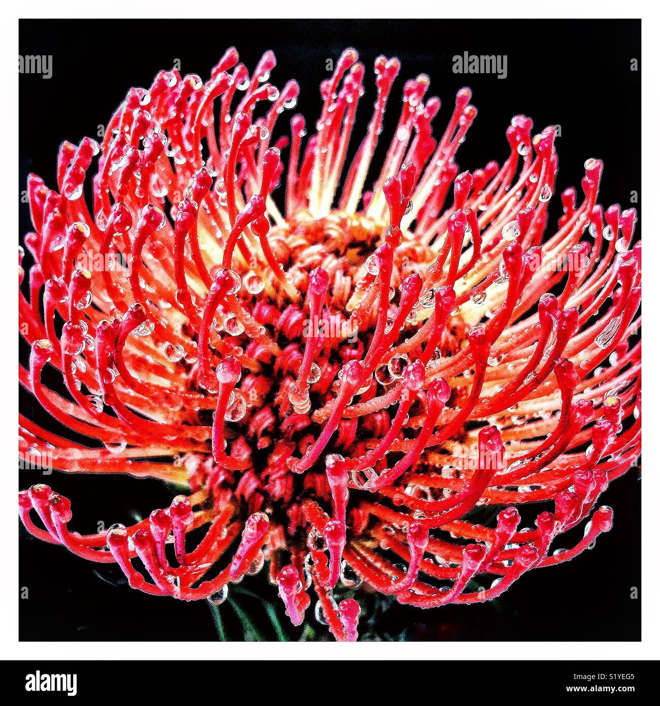 Protea flower water hi-res stock photography and images - Alamy