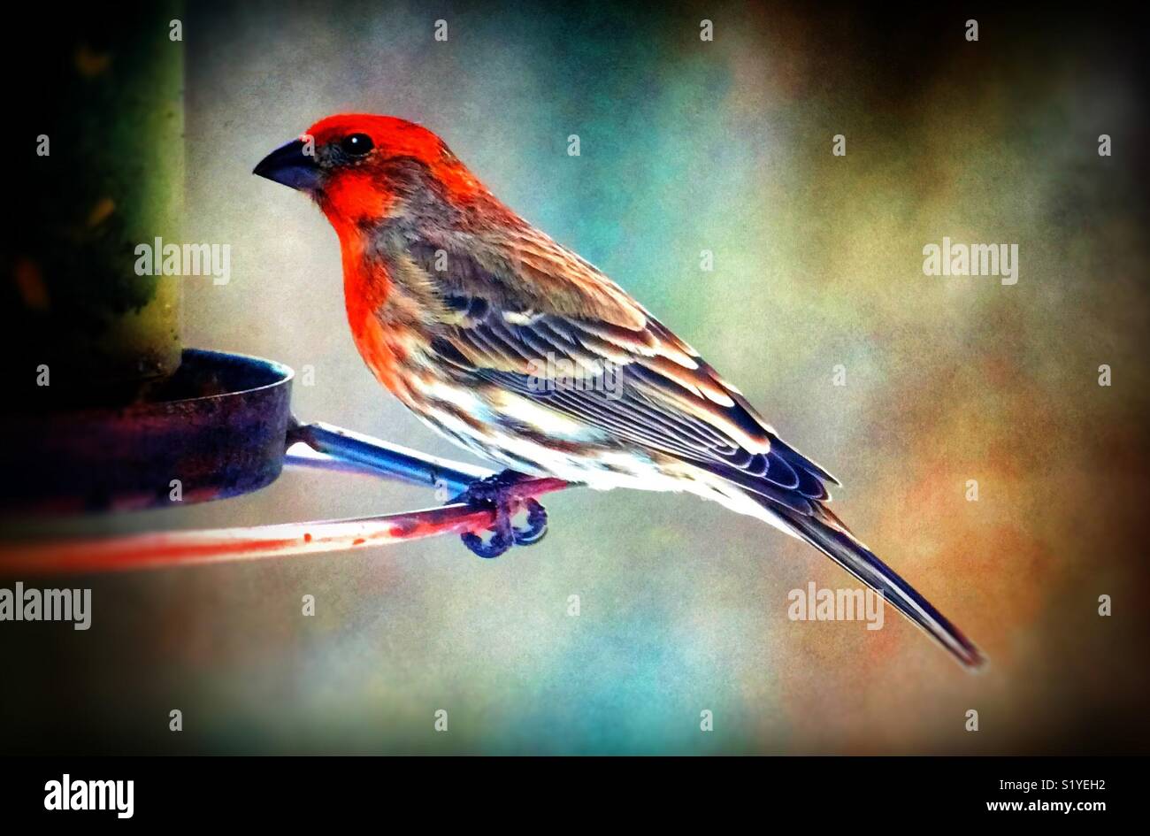 Adaptable, colorful, and cheery-voiced, House Finches are common from ...