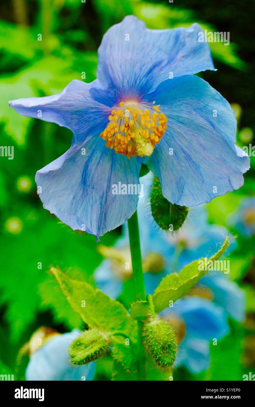 Meconopsis baileyi hi-res stock photography and images - Alamy