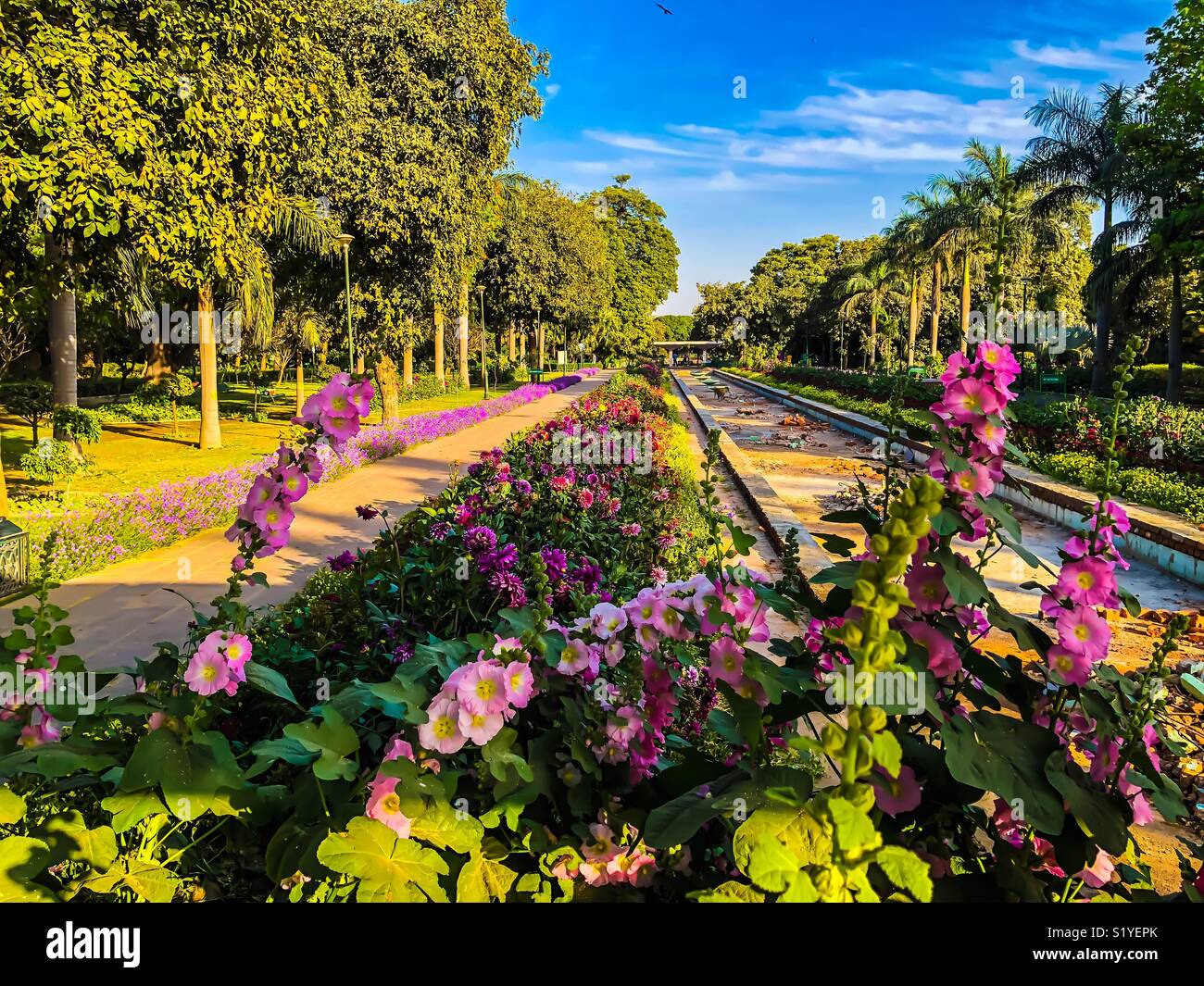 India flowers sky hi-res stock photography and images - Alamy