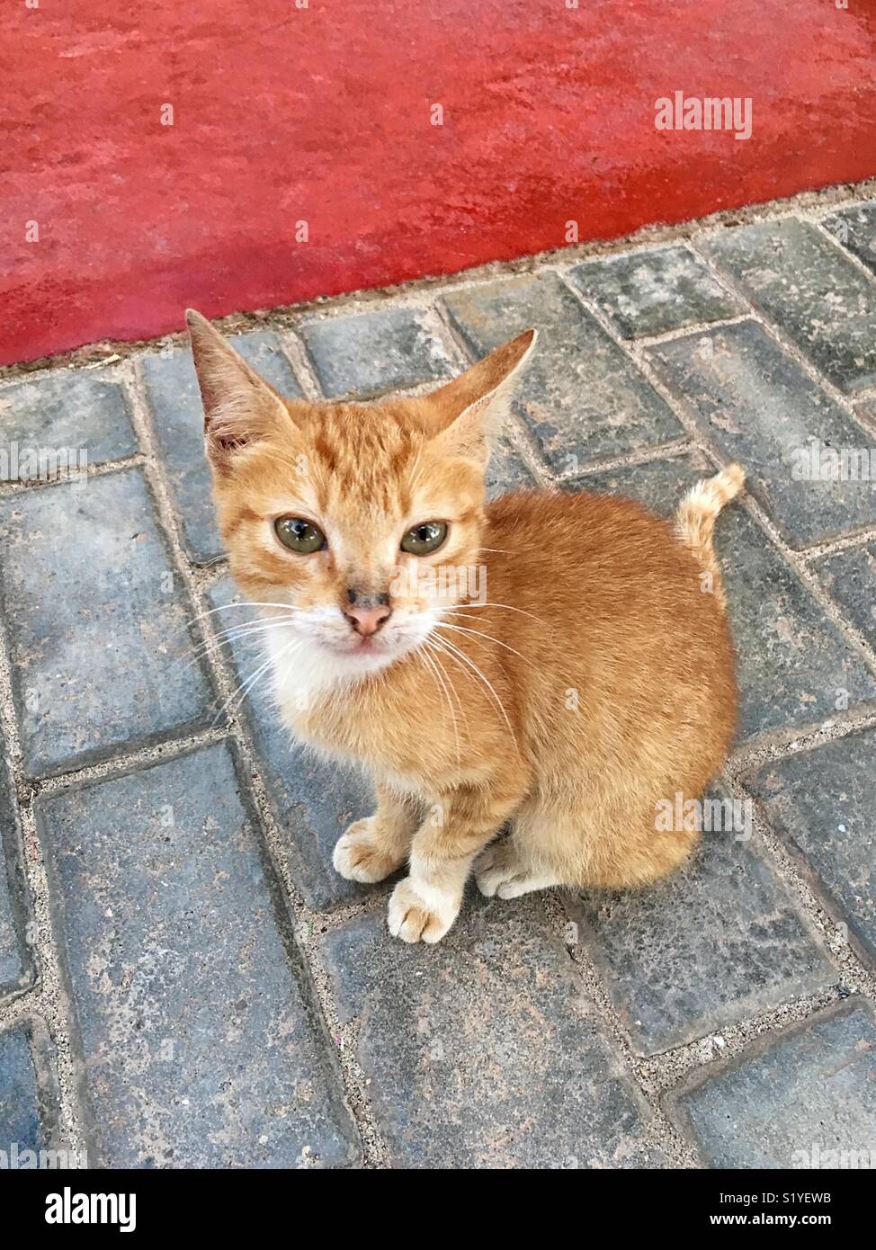 Ginger white kitten face hi-res stock photography and images - Alamy
