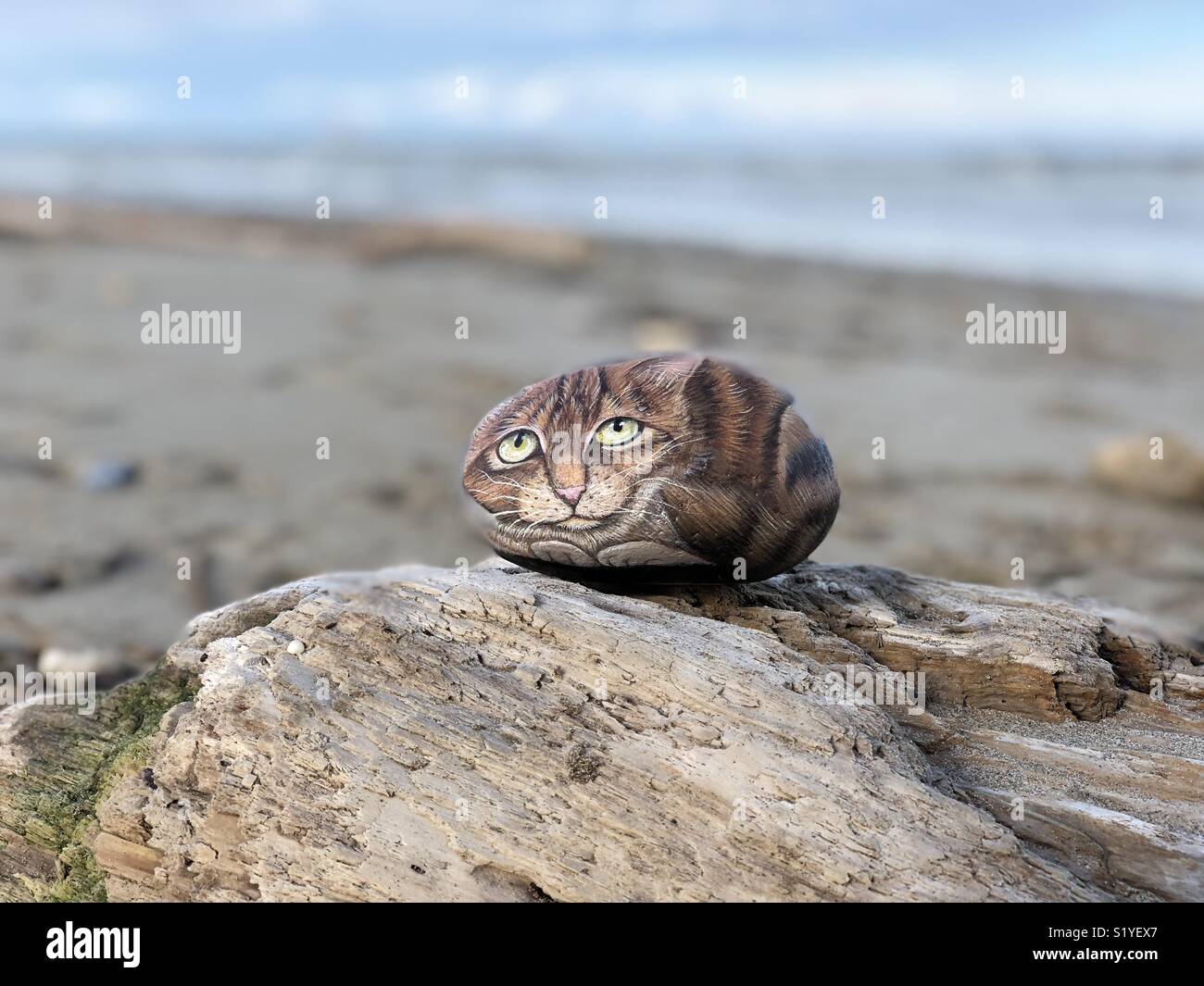 Stone cat on the beach Stock Photo - Alamy