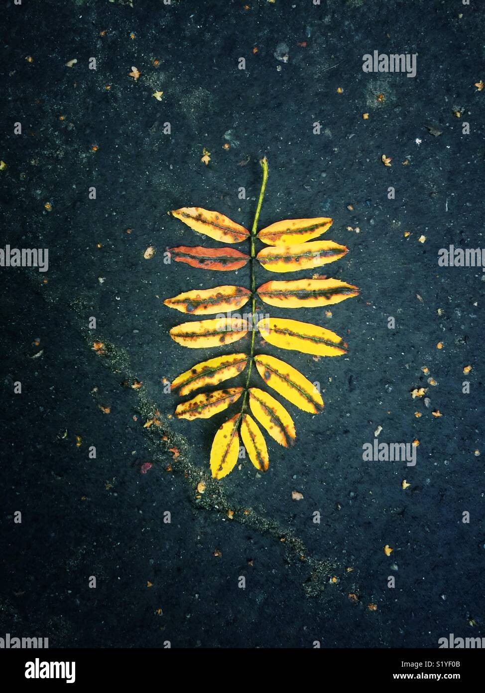 Yellow ash tree hi-res stock photography and images - Alamy