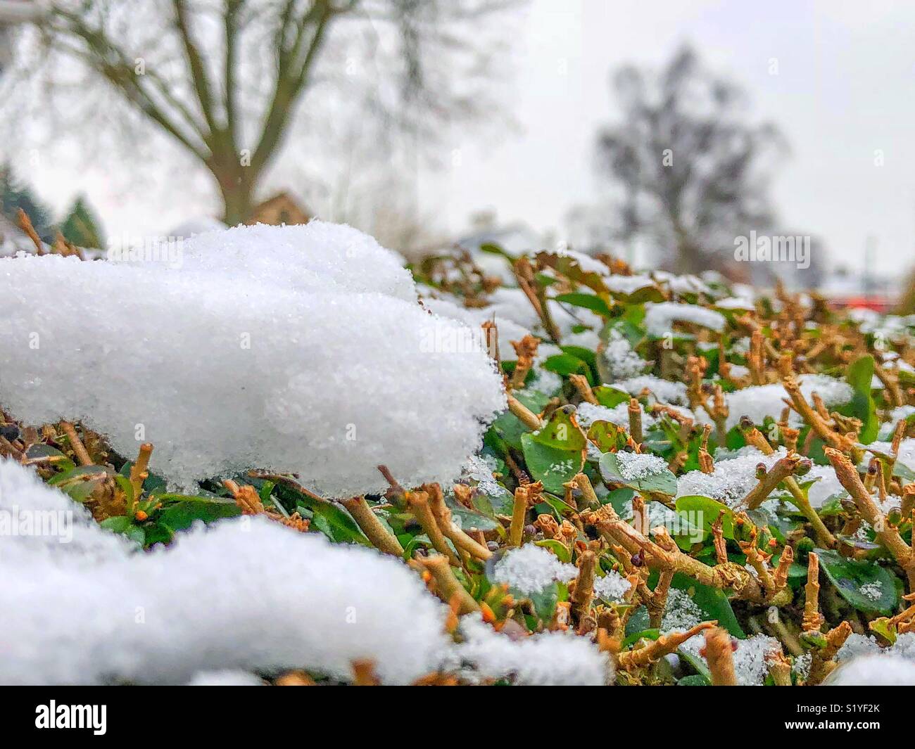 Garden hedge hi-res stock photography and images - Alamy