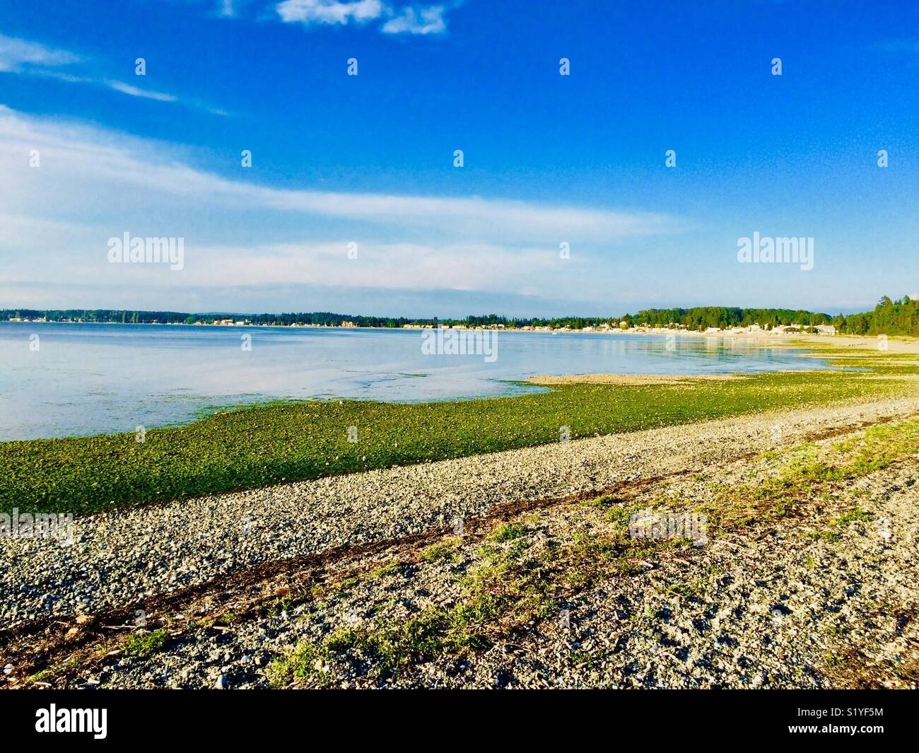 Birch bay hi-res stock photography and images - Alamy