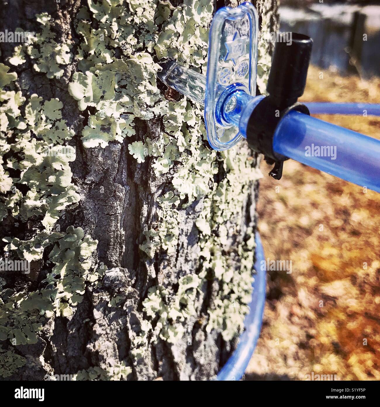 Maple tap hi-res stock photography and images - Alamy