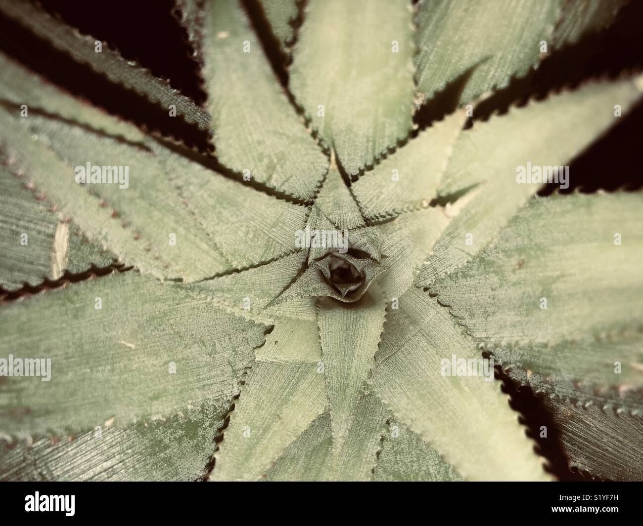 Pineapple leaves hi-res stock photography and images - Alamy