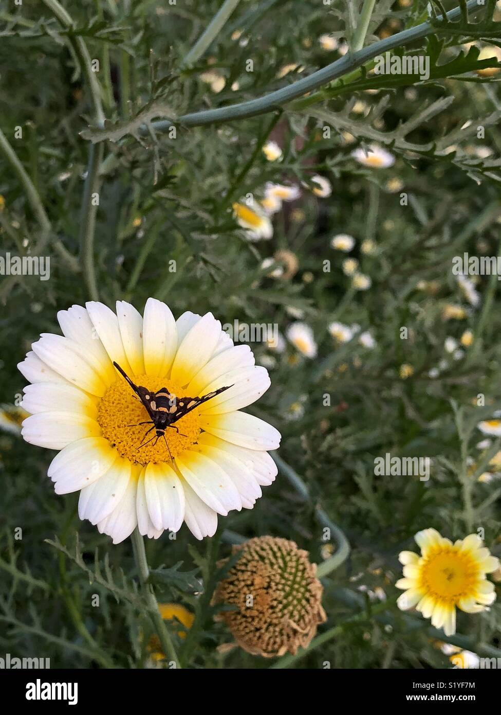 Insect flowers india hi-res stock photography and images - Alamy