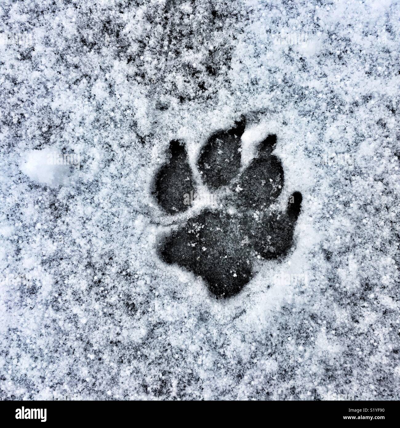 Winter paw print Stock Photo - Alamy