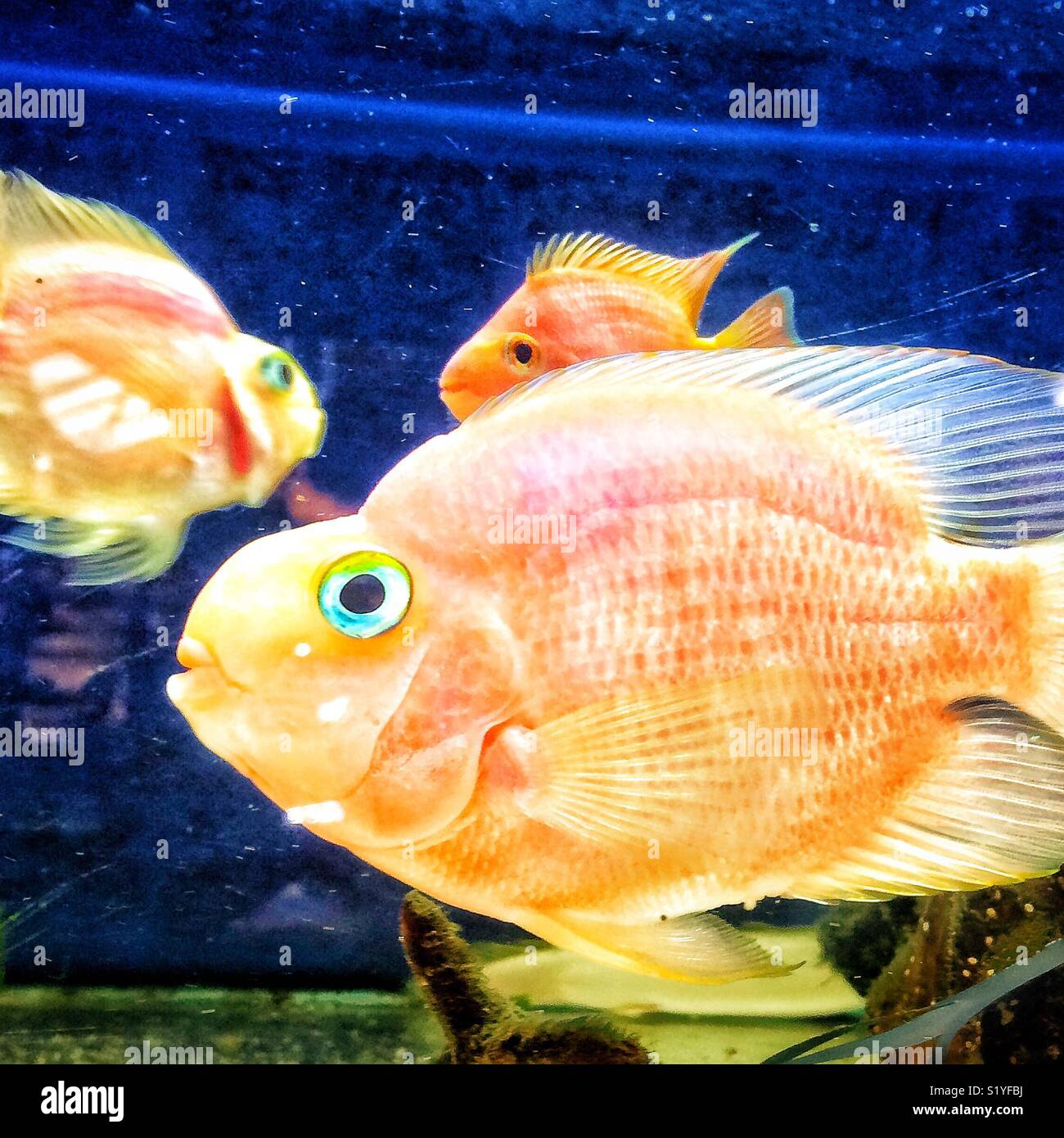 Kissing fish hi-res stock photography and images - Alamy