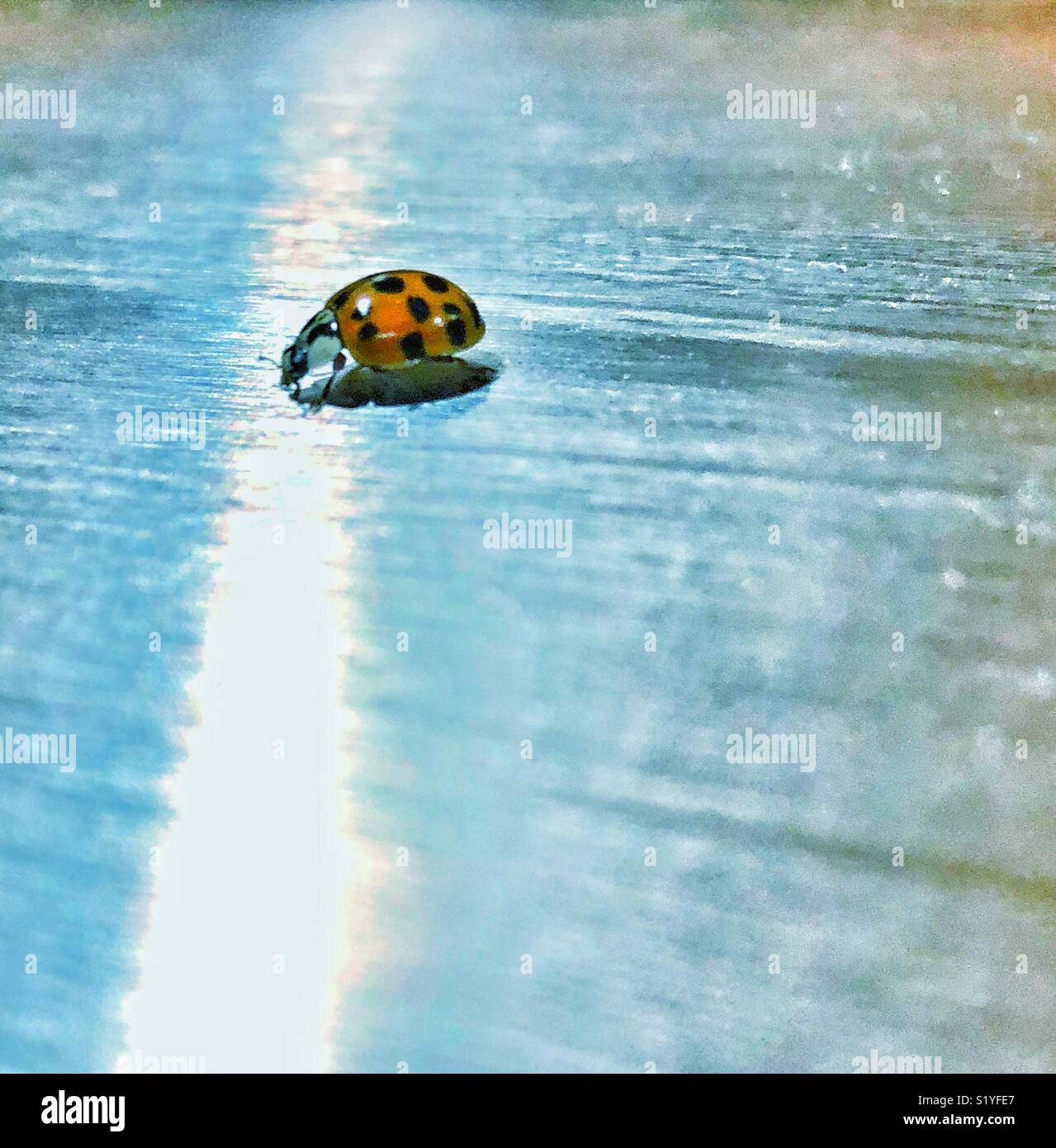 Metal lady bug hi-res stock photography and images - Alamy