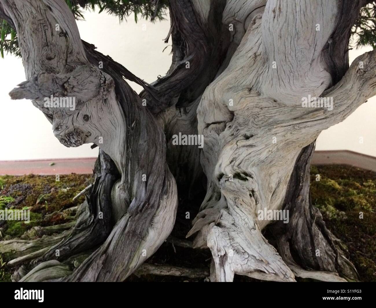 Beautiful Bonsai stem Stock Photo - Alamy