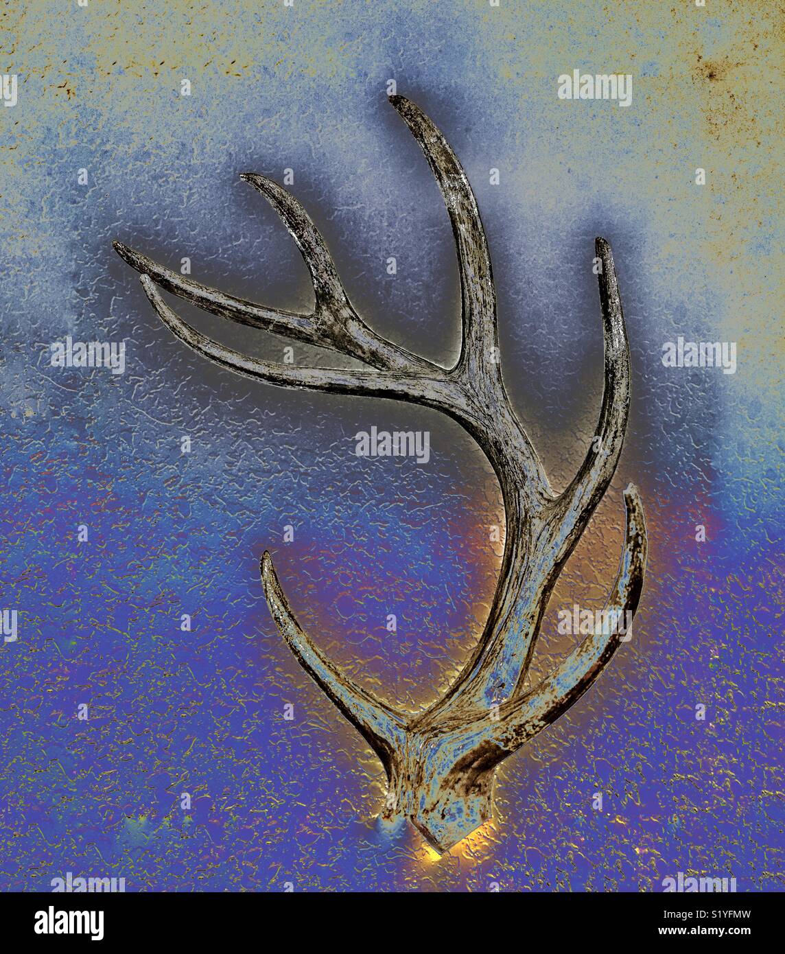 Antler rack hi-res stock photography and images - Alamy