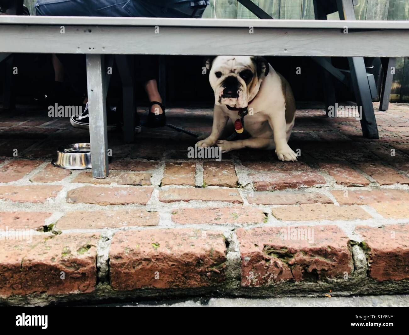 Dog at bench hi-res stock photography and images - Alamy