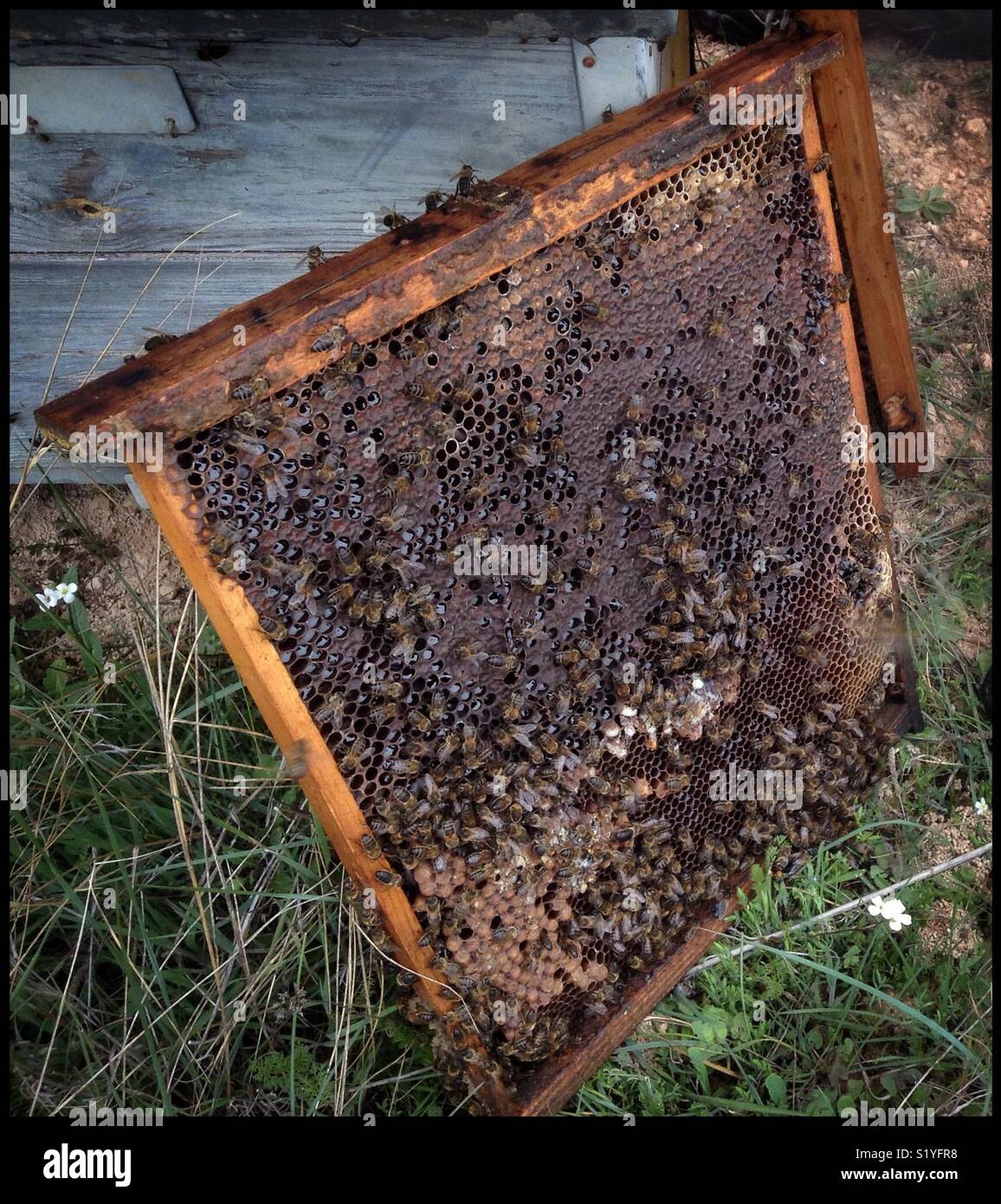 Catalonia honey hi-res stock photography and images - Alamy