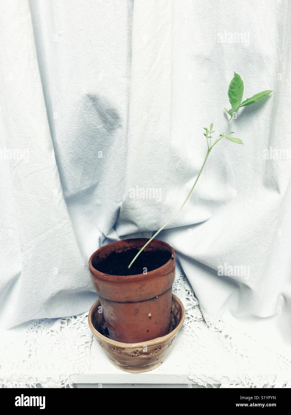Growing the tree on a windowsill Stock Photo - Alamy