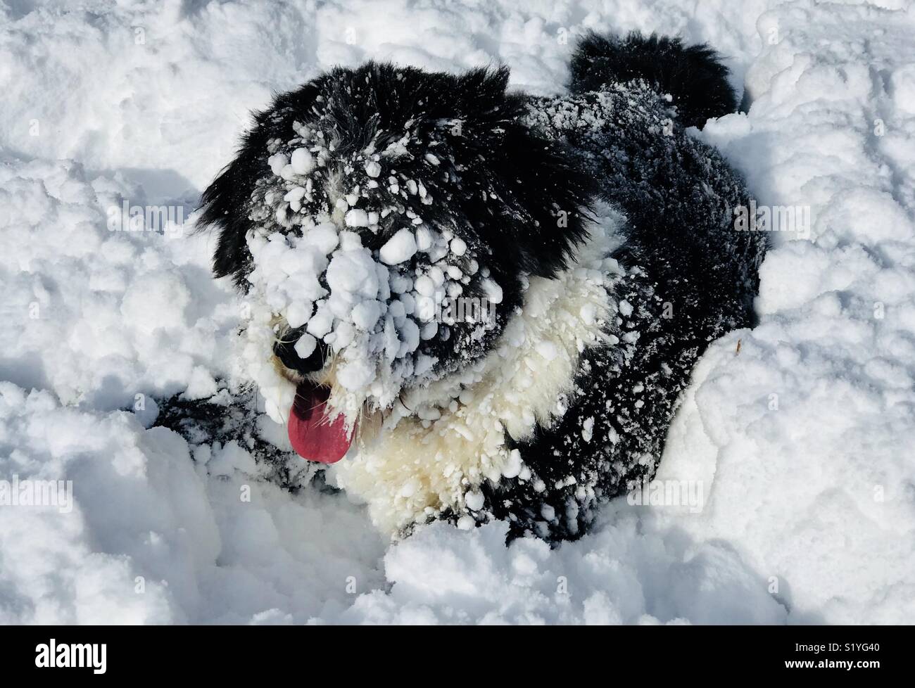 Bearded collie face hi-res stock photography and images - Alamy