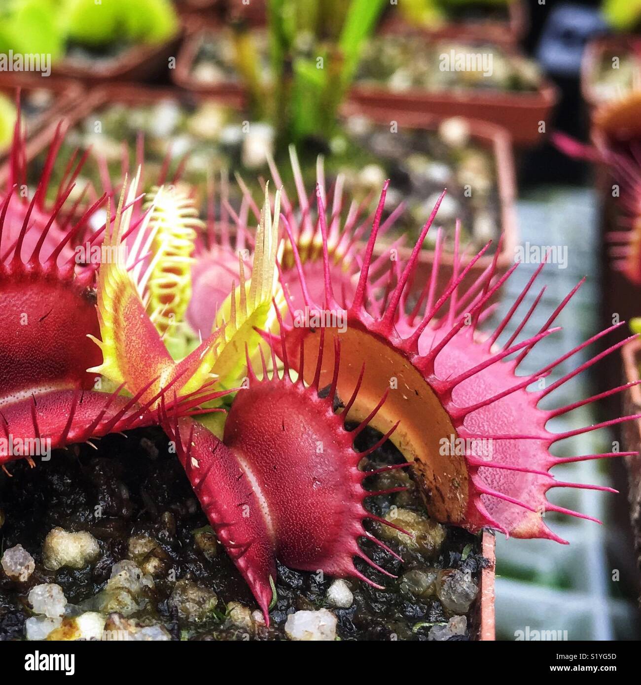 Fused tooth hi-res stock photography and images - Alamy