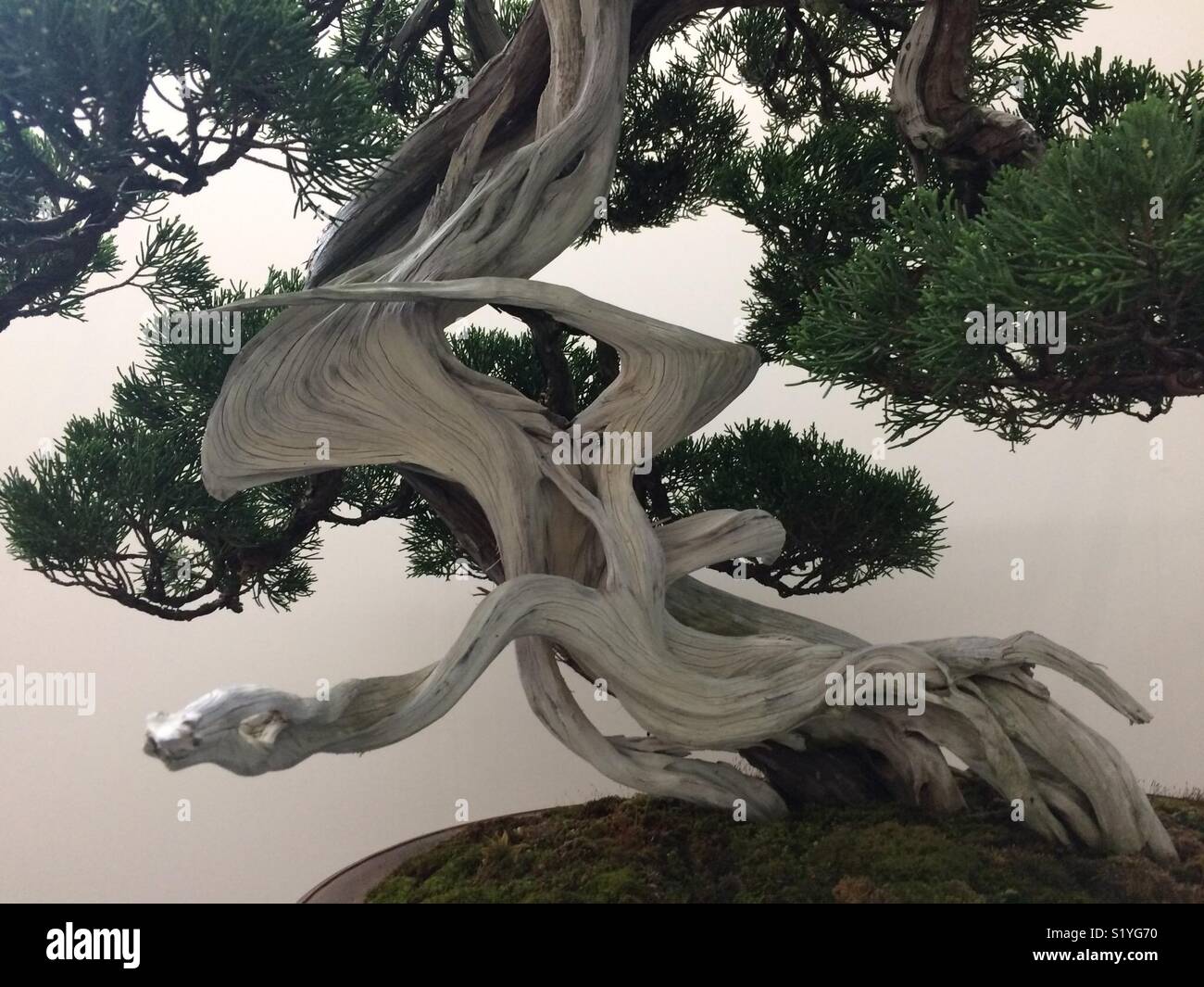 Tree represents hi-res stock photography and images - Alamy