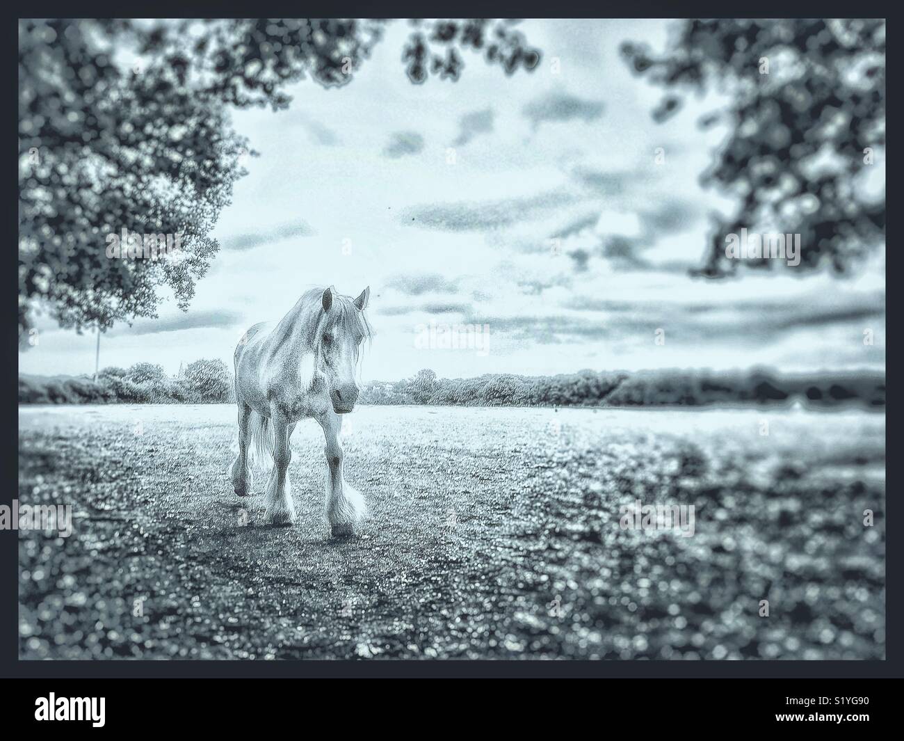 A horse in the landscape Stock Photo - Alamy