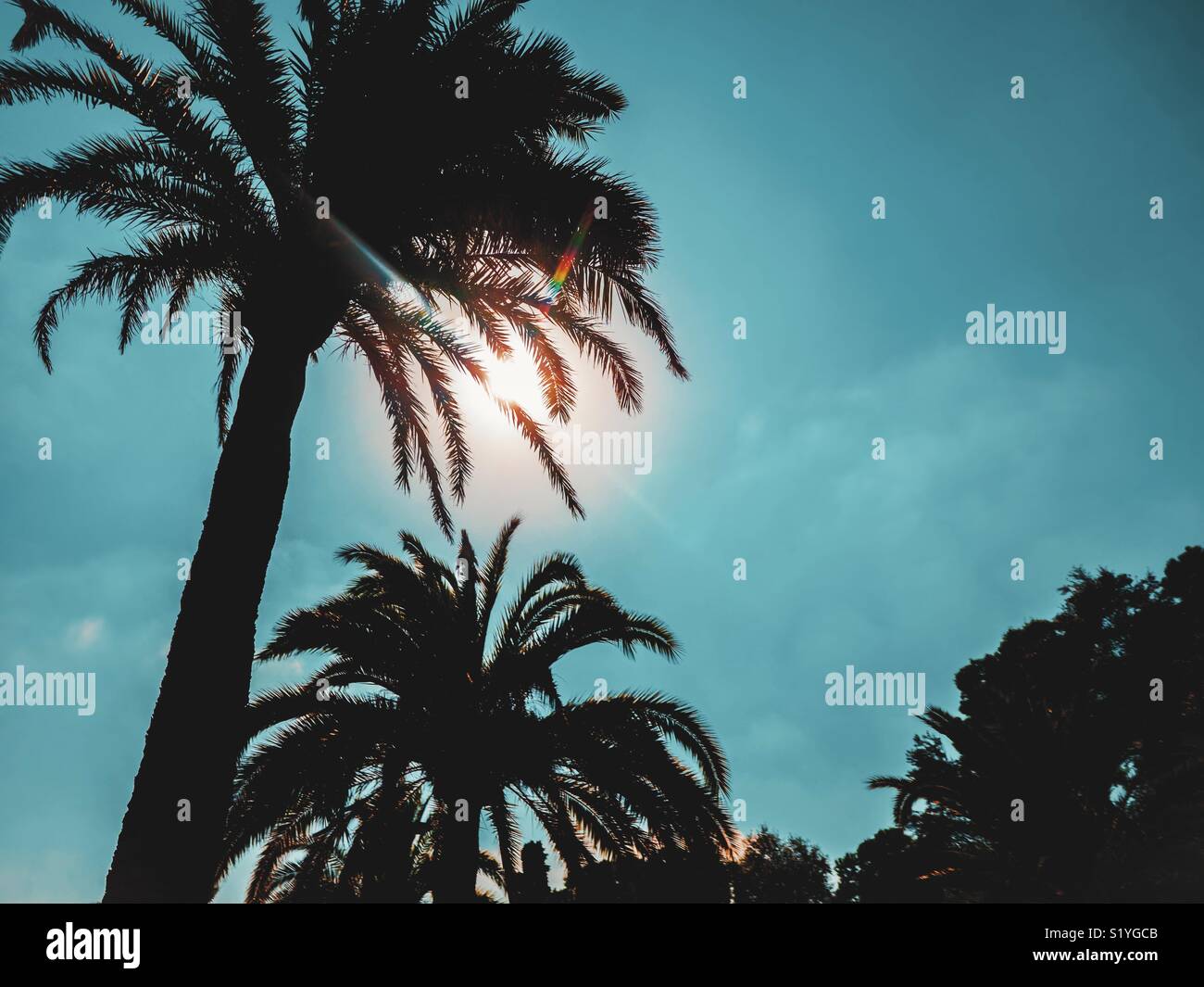 Beautiful palm trees Film vintage tonned Stock Photo - Alamy