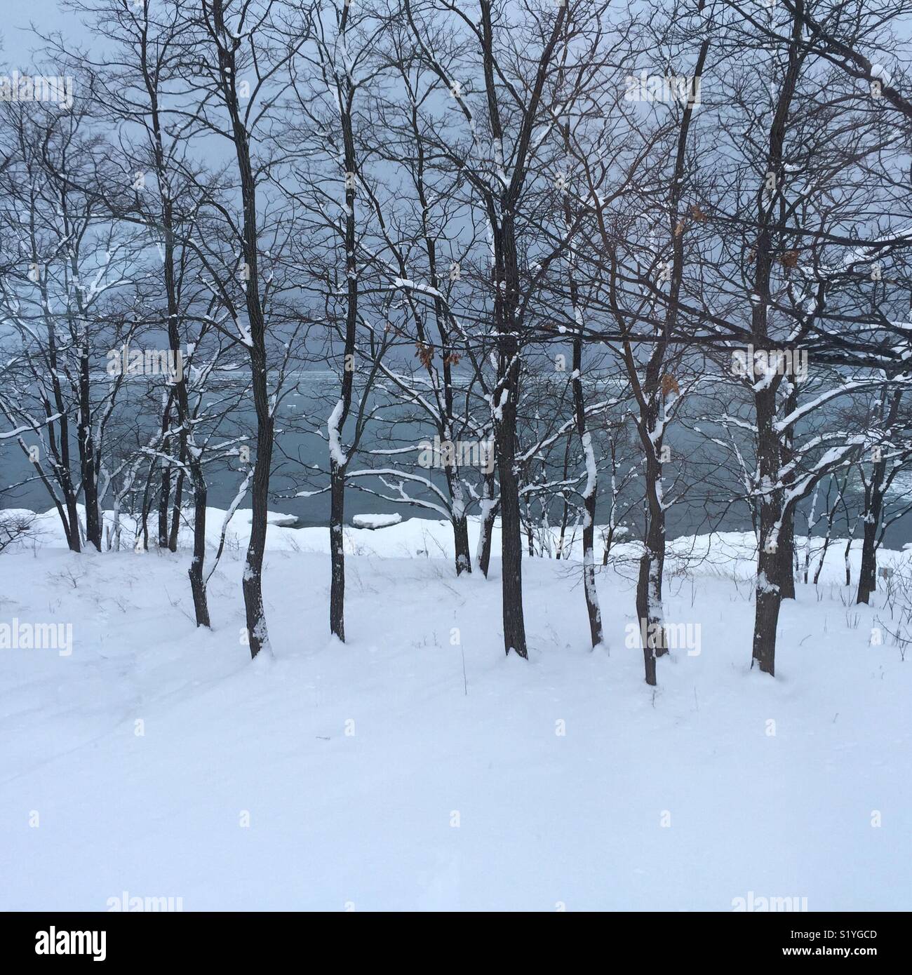 Balm trees hi-res stock photography and images - Alamy