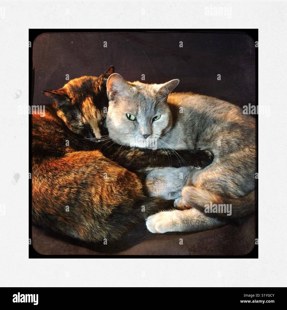 Two Cats Hugging High Resolution Stock Photography and Images - Alamy